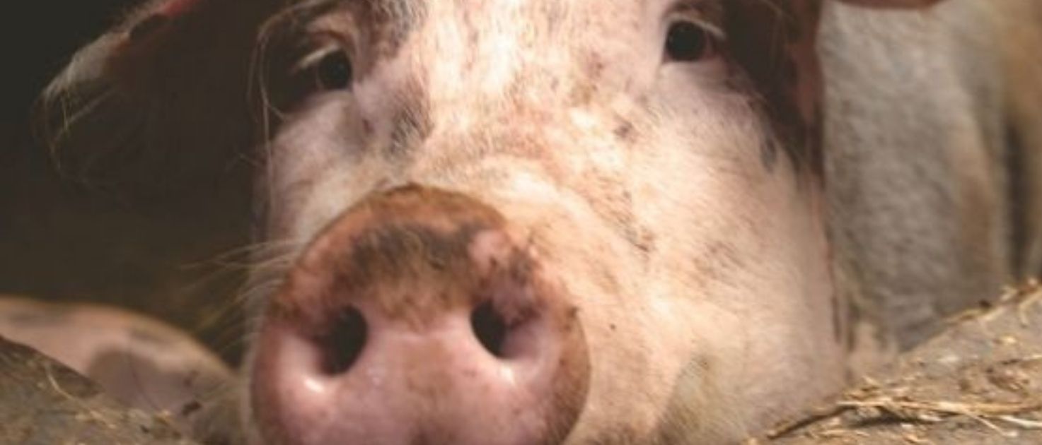 Pigs with herpes and other diseases invade Puerto Rico