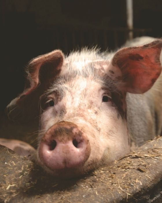 Pigs with herpes and other diseases invade Puerto Rico