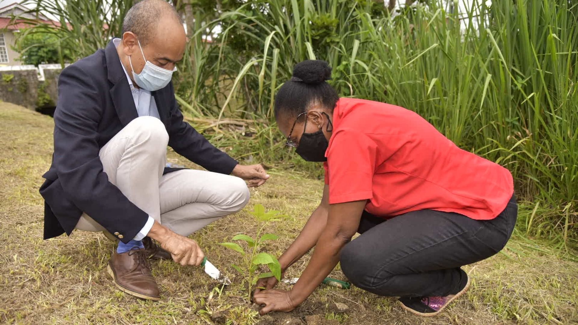 Thousands of trees to be planted in Manchester